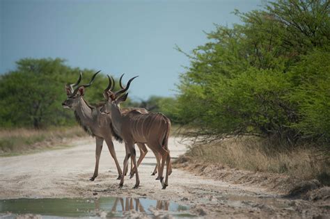Download Kudu Antelopeson Safari Path Wallpaper