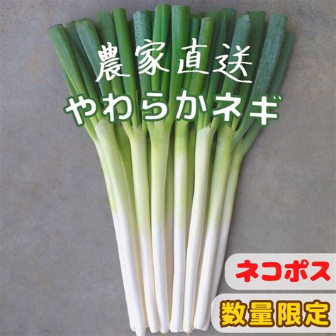 栃木県産ネギ 【細め】 ネコポス発送 長ネギ白ネギ メルカリ