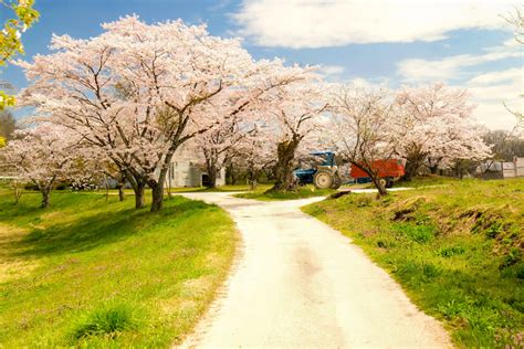 春の散歩道 by コノシロ ID12366165 写真共有サイト PHOTOHITO