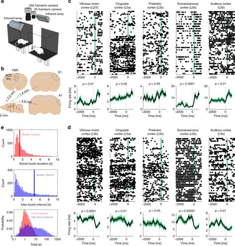 Highly Structured Partner Sex And Subject Sex Dependent Cortical