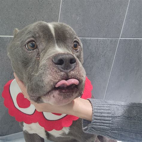 🆘️🆘️아더를 지켜주세요🙏🙏🆘️🆘️ 🐶 저 안락사 명단에 올랐어요 사람들이 제가 무섭데요 저는 보호자가 있지만 그냥