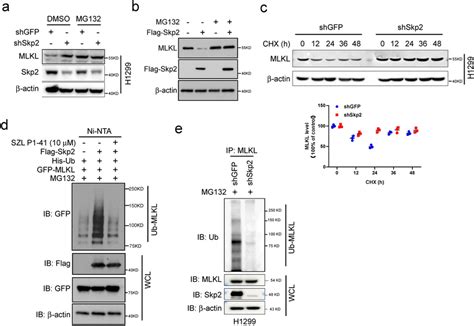 Skp2 Regulates The Stability And Ubiquitination Of Mlkl Protein A Mlkl