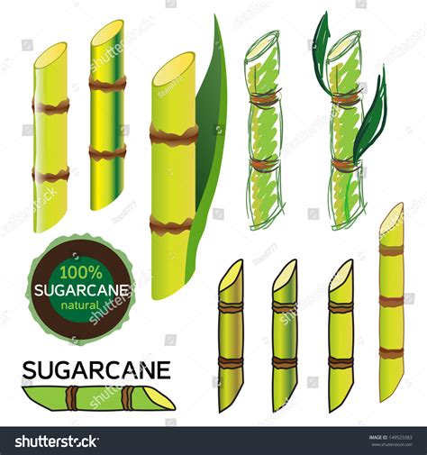 Sugarcane Set Vector Vector Có Sẵn Miễn Phí Bản Quyền 149523383 Shutterstock