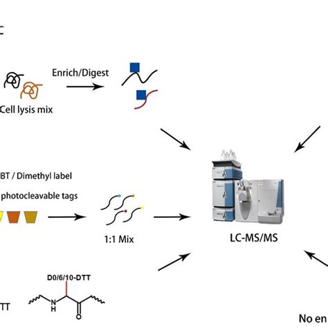 Metabolic Pathway For O Glcnacylation Biosynthesis And Analytical