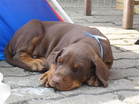 Doberman Chiot