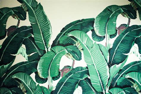 100 Banana Leaf Wallpapers