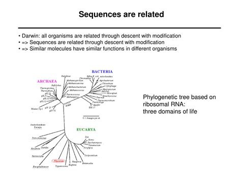 Ppt Pairwise Alignment And Database Searching Powerpoint Presentation