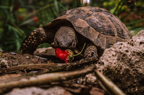 Turtle Shell Strawberry Free Photo On Pixabay Pixabay