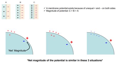 Module 3 Neural Physiology Flashcards Quizlet