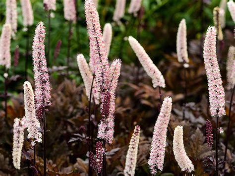 Actaea Simplex Brunette Plants