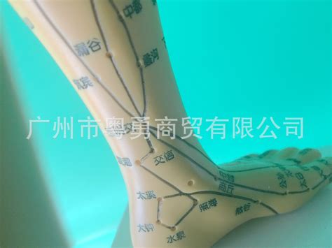 中医针灸穴位图中医针灸穴位图人体模型50cm男女模型清晰经络小人 阿里巴巴