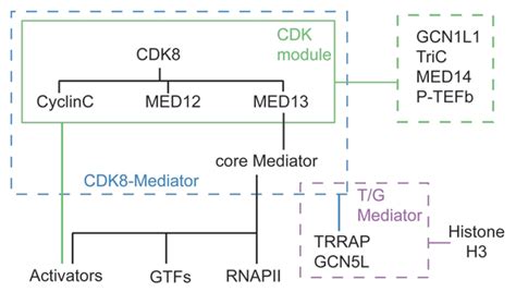 Cdk8 A Positive Regulator Of Transcription Abstract Europe Pmc