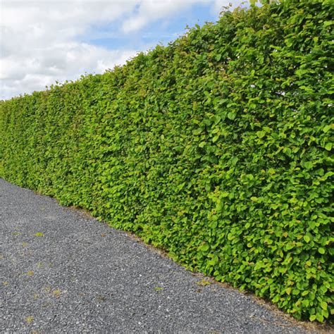 Hedging Plants Bareroot Hedges For Sale In Ireland Hedgingie