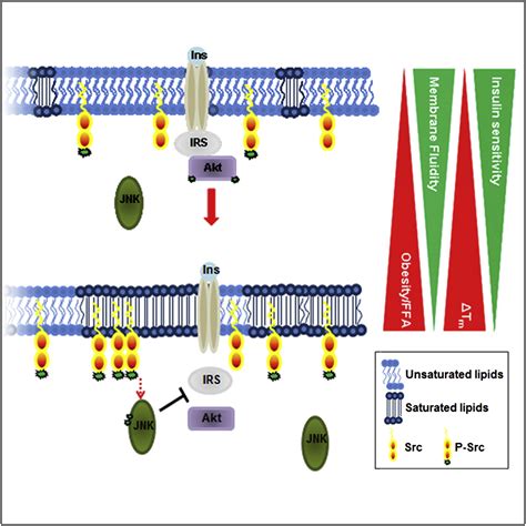 Saturated Fatty Acids Induce C Src Clustering Within Membrane Subdomains Leading To Jnk