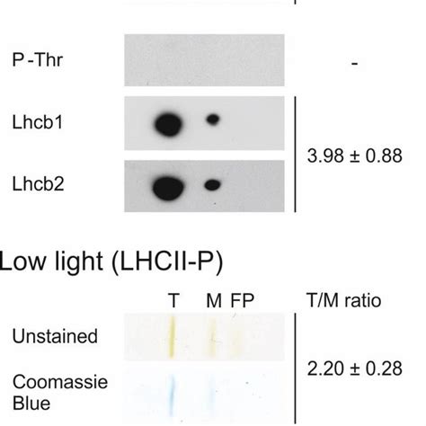 Fig S7 Analysis Of Lhcb1b2 Phosphorylation In Trimeric And Monomeric Download Scientific