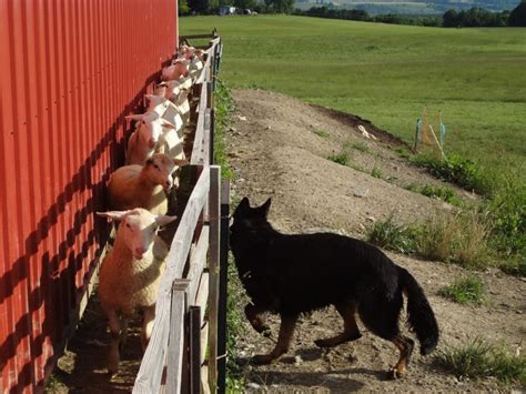 Sheep Chute Archives Cornell Small Farms