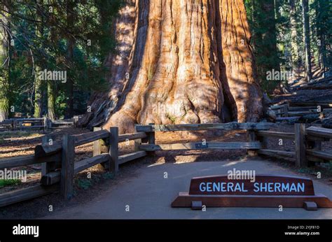 Famous General Sherman Sequoiadendron Giganteum Giant Tree Redwood