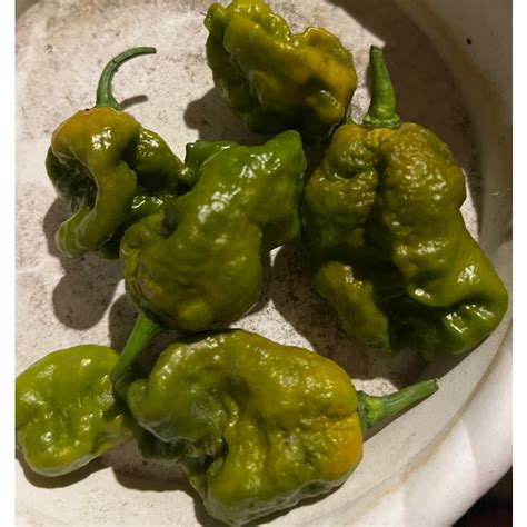 美國pepper X 卡羅萊納死神 龍之氣息龍息 黃毒蠍黃七鍋 查拉皮塔 等 辣椒種子10粒 蝦皮購物