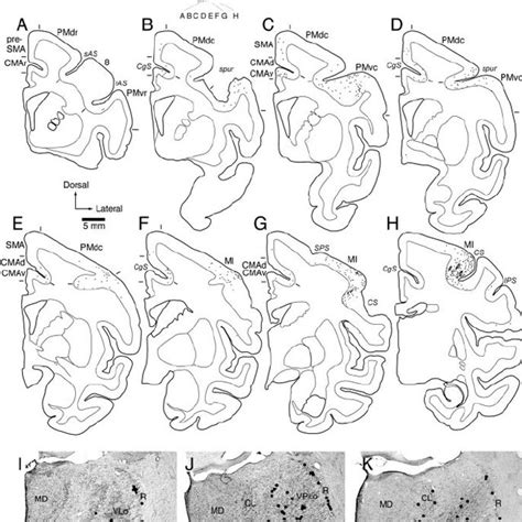 Distribution Patterns Of Retrograde Labeling In The Frontal Lobe 3 D Download Scientific