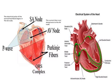 Electrical Conduction Ppt