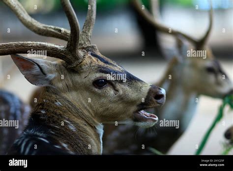 the head of a male spotted deer axis axis a grass eating mammal