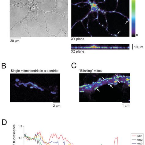 Fluorescence Labeling Of Mitochondria Reveals Their Organization In