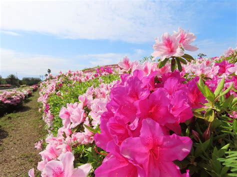 海浜公園の躑躅の丘 GANREF