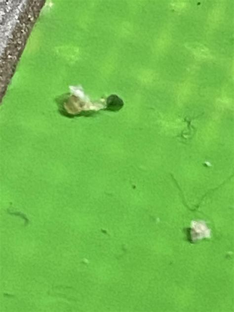 Can Anyone Identify This R Whatsthisbug