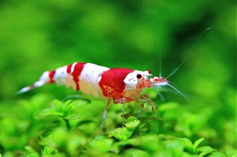 Types Of Shrimps For Aquarium At Mike Friddle Blog