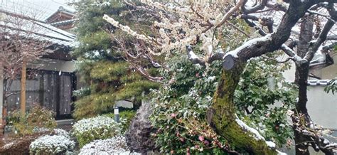 ️朝から雪が降り続いていますが、湿った 山梨県南アルプス市 桃次郎 ウェザーニュース