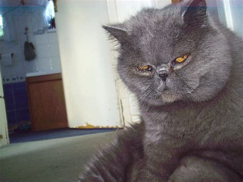 10 Gangster Cats You Dont Want To Mess With Catster