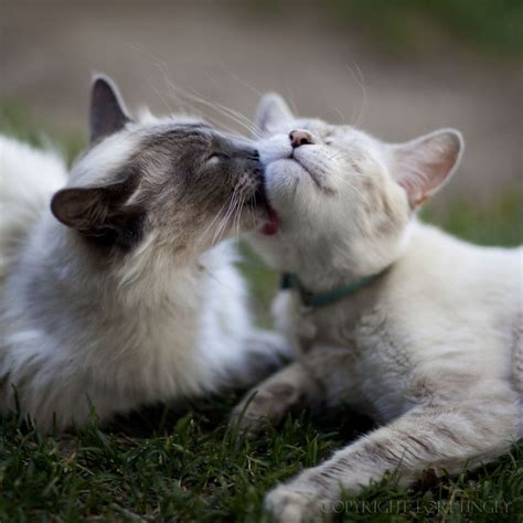 Cute Animal Couples Tumblr