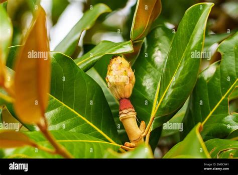 Growing Magnolia Tree Fruit With Succulent Lush Green Leaves Stock