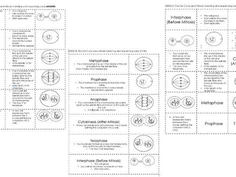 Cell Cycle Mitosis Card Sort Edexcel Teaching Resources