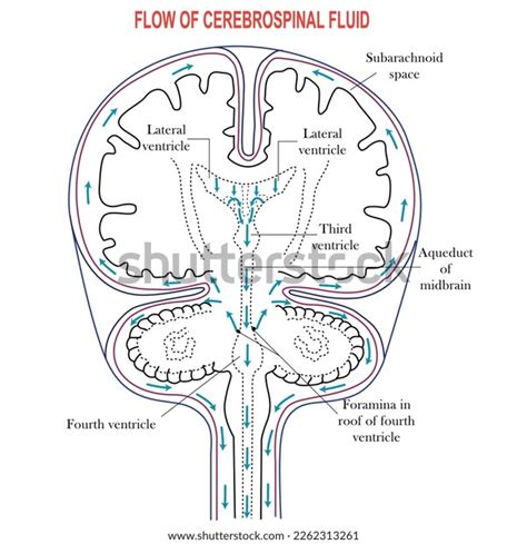 Diagram Illustrating Cerebrospinal Fluid Csf Brainventricles Stock