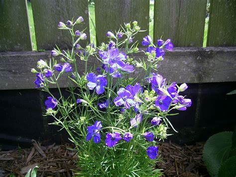 My Delphinium Blue Mirror