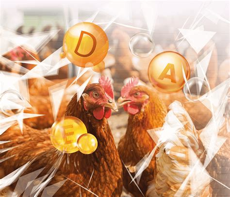 Assessing Current Vitamin Requirements In Commercial Layers