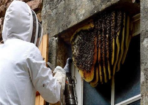 Bee Hive Removal In New Delhi Id 2853773768162