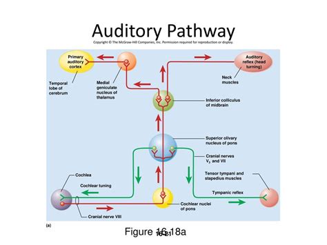 Auditory Reflex Pathway