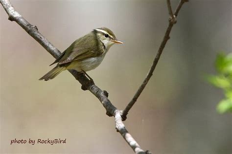 Rockyの鳥撮り日記 センダイムシクイ Eastern Crowned Willow Warbler