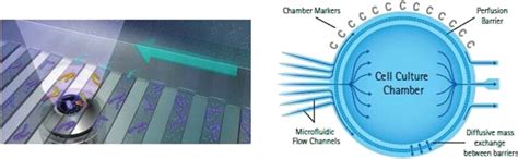 Left Representation Of The Microfluidic Device Developed In Ref 44