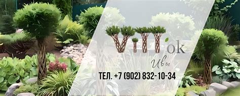 ViTT’ok Ивы / Плетёные деревья и изделия / Ива. | Добро пожаловать в ...