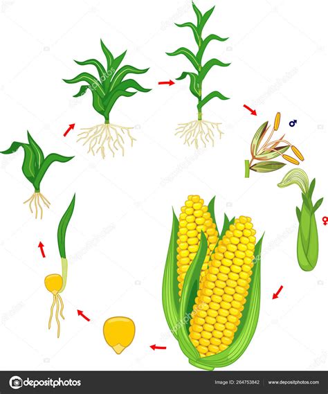 Life Cycle Corn Maize Plant Growth Stages Seed Plant Harvest Stock