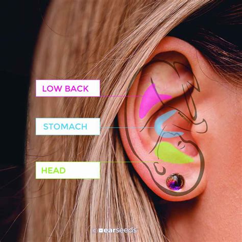 Do Ear Seeds Really Work And How Ear Seeds Classes And Certification