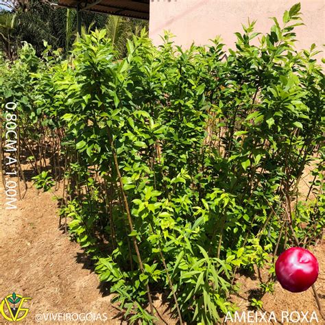 Ameixa roxa Viveiro Goiás
