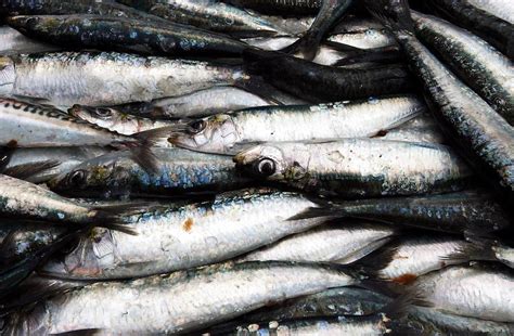 Sardina Boquerón Dorada Y Calamar Los Pescados Más Seguros Por Sus