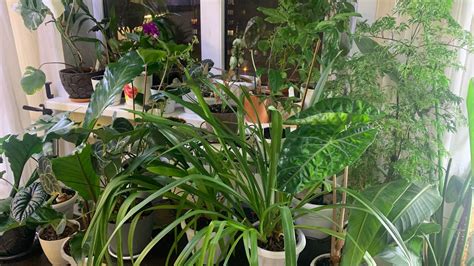После длительного перерыва Как пережили зиму растения Youtube