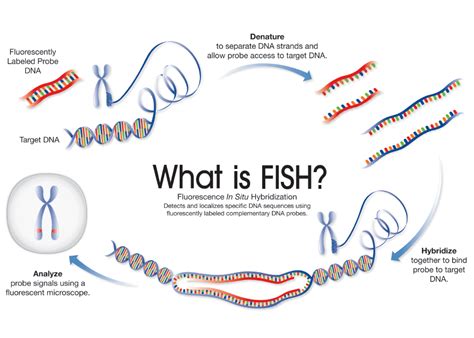 Fish And Cytogenetics In Cancer Research