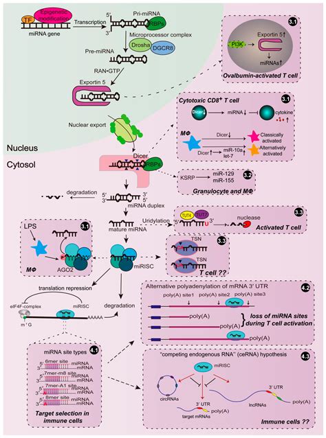 Immune System Function