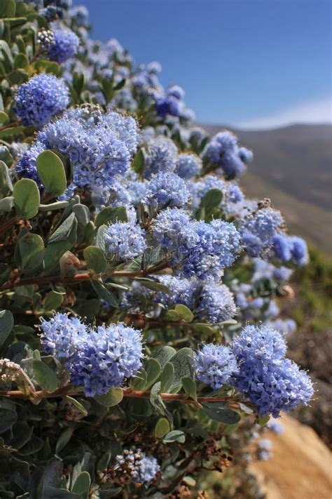 Close Up Of A Ceanothus Thyrsiflorus Also Known As Blueblossom